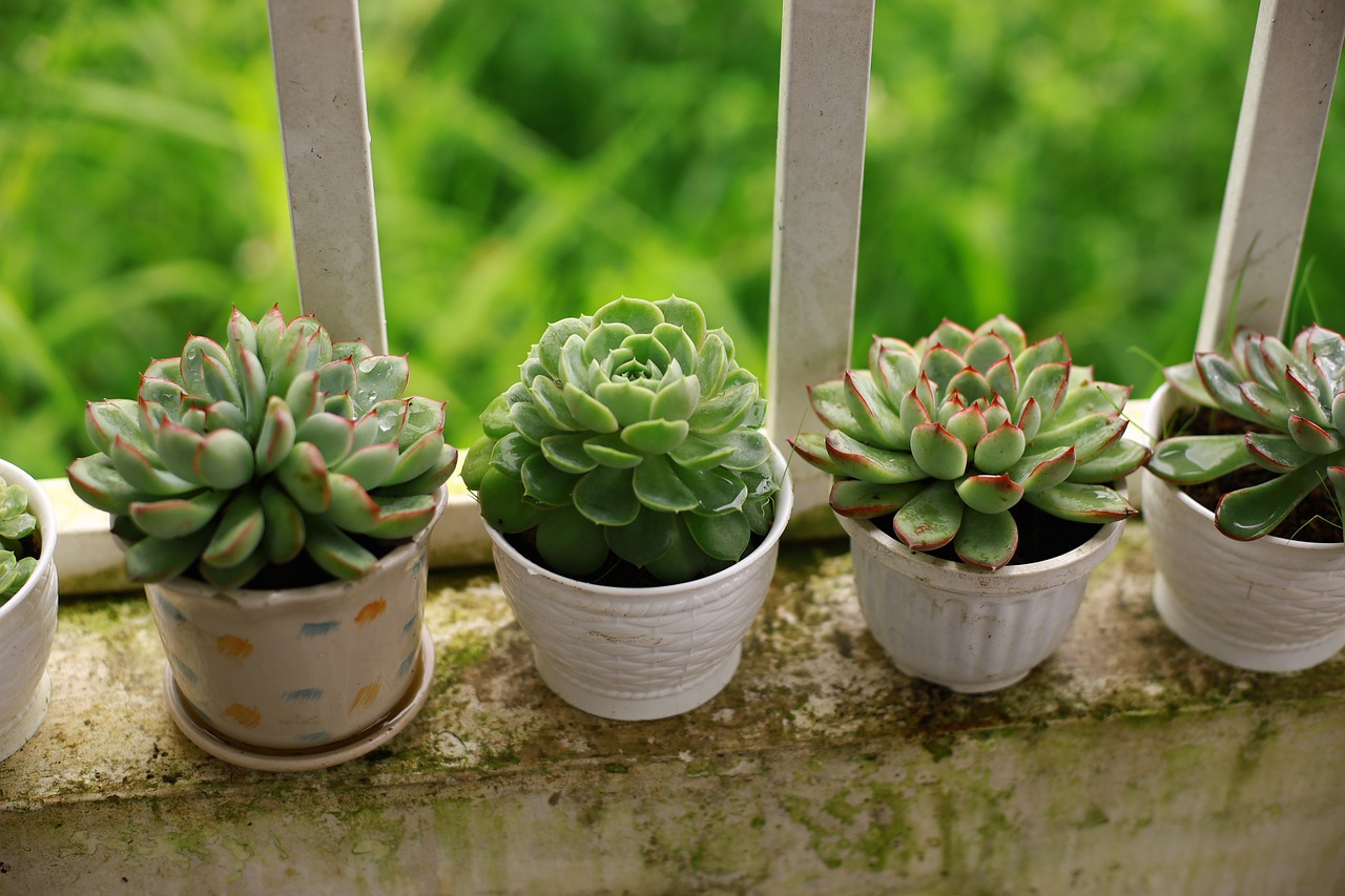 Comment choisir les meilleures plantes d'extérieur pour sa maison